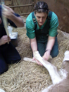 The Ninth Year...: Beef Cattle Calving in Clay Center, Nebraska