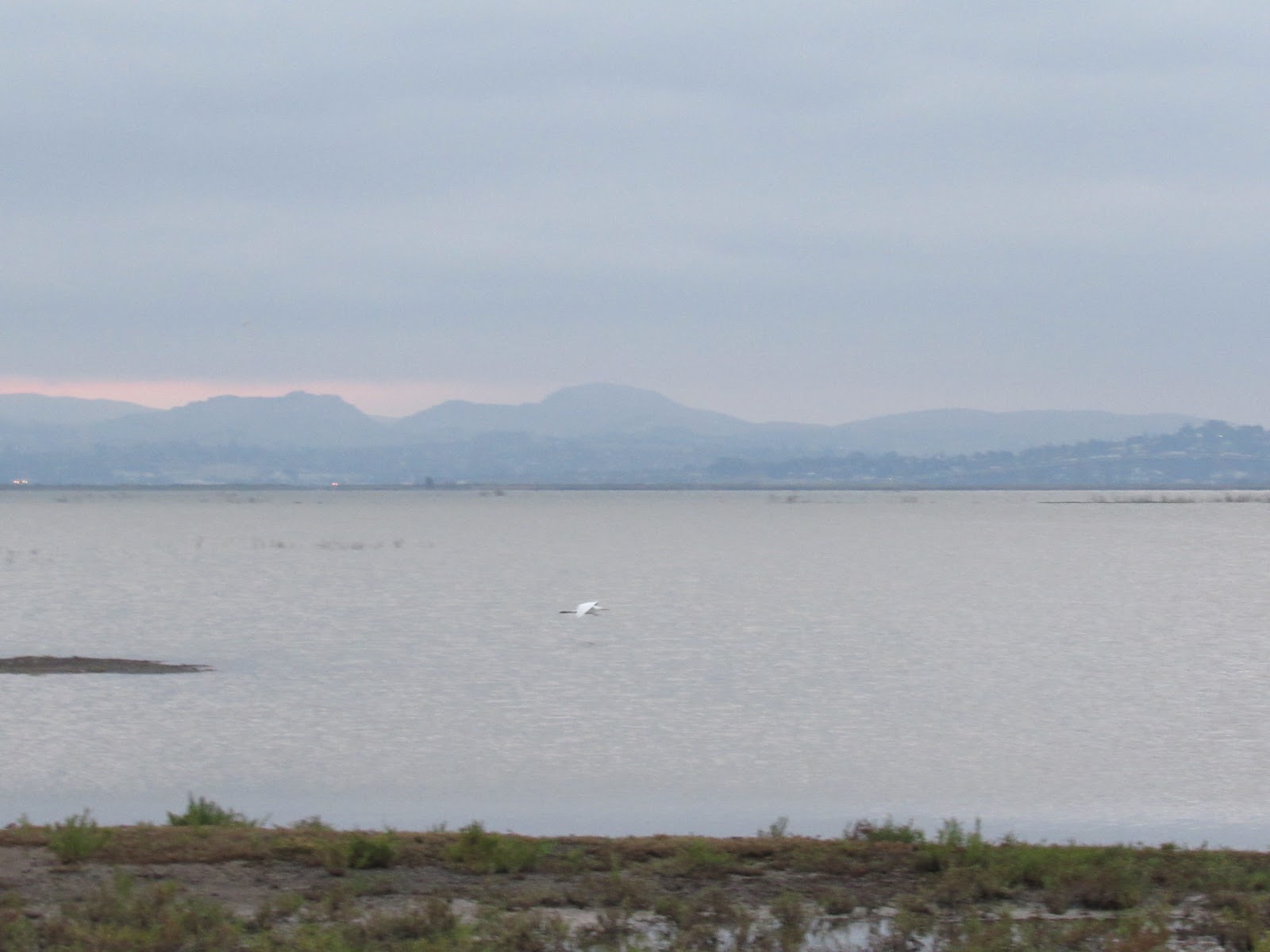Wings and Daydreams: San Pablo Bay National Wildlife Refuge