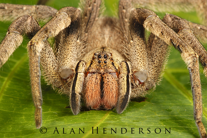 Minibeast Wildlife - Rainforest Encounters: Costa Rica Day 11 ...