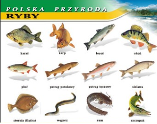 Ryby polskich rzek