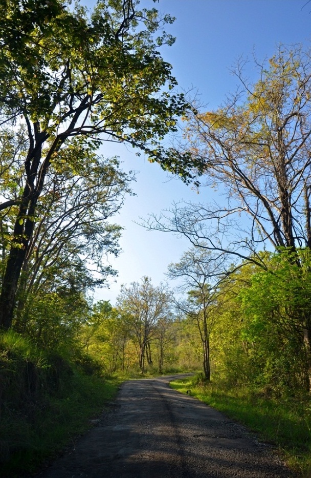 Tamilnadu Tourism: Manjolai Hills, Thirunelveli