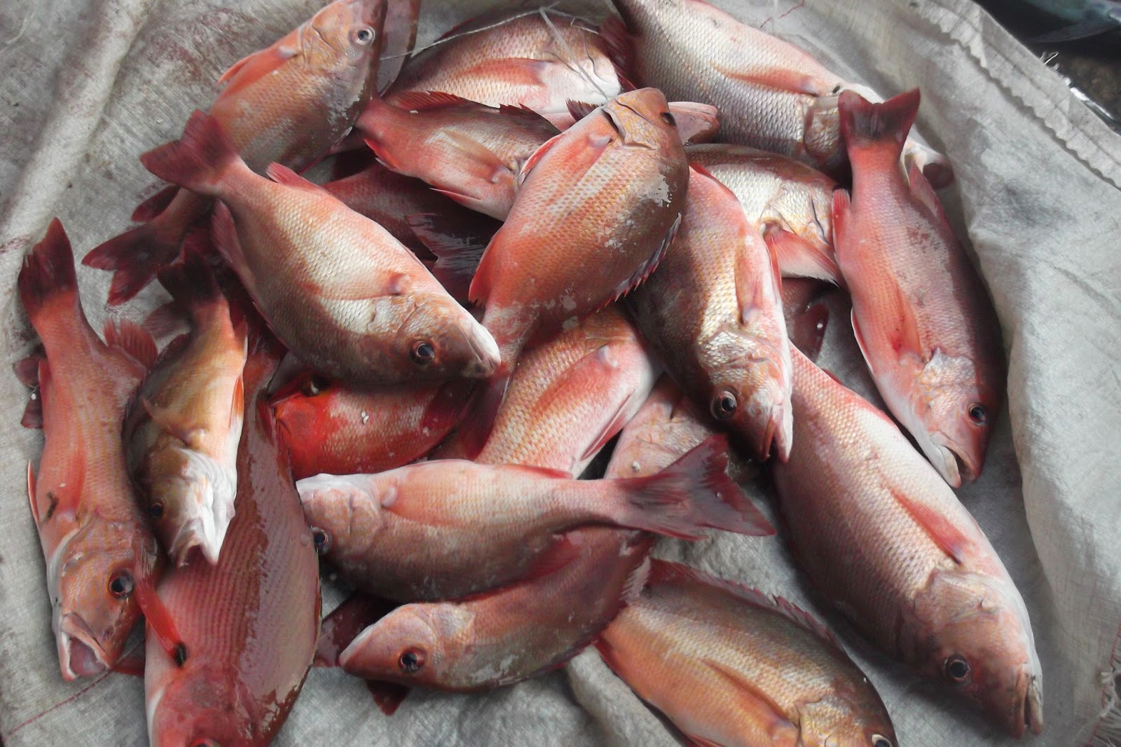 NEGOMBO SEAFOODS: RED SNAPPER