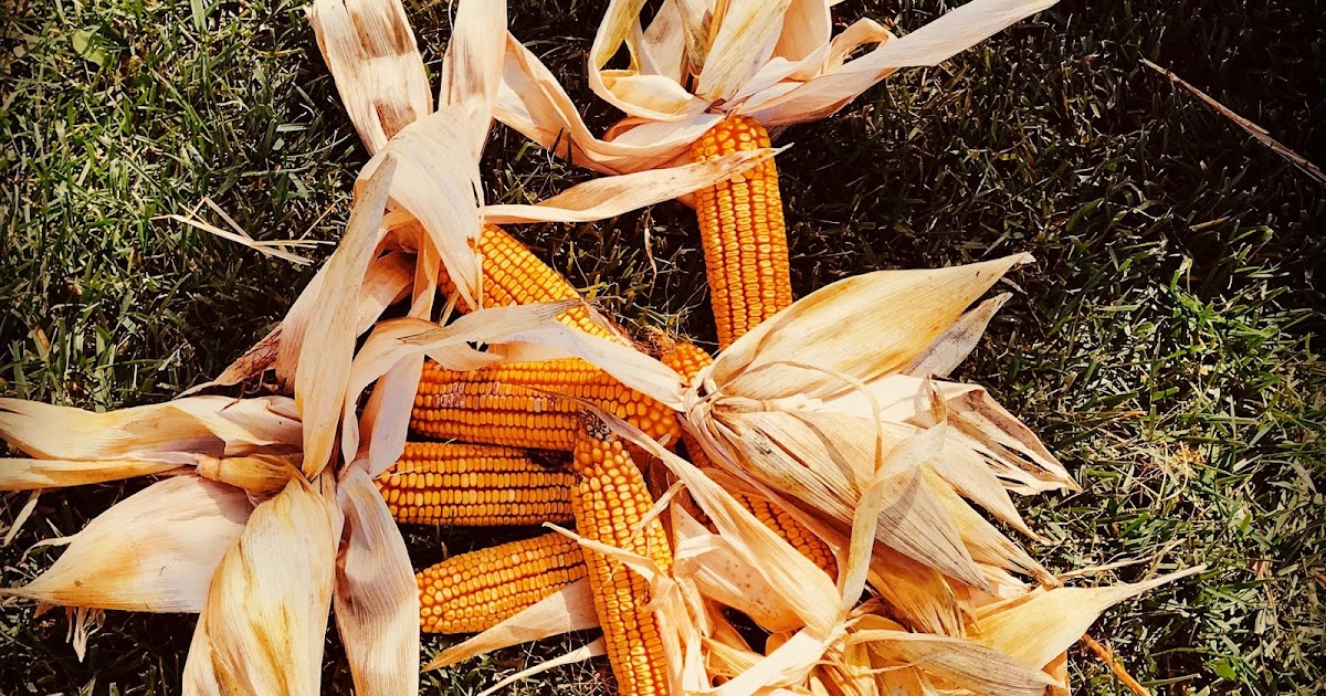 A Sunflower Life : All Things Corn on the #KSCornTour