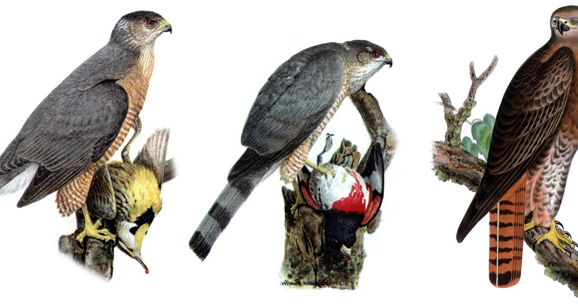 Abe's Animals: Chicken hawks