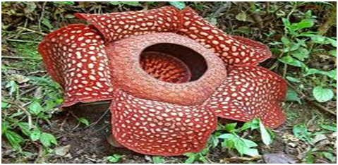 Beautyfull Indonesia: Bunga Rafflesia (Bengkulu)