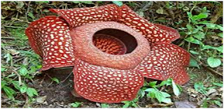 Beautyfull Indonesia: Bunga Rafflesia (Bengkulu)
