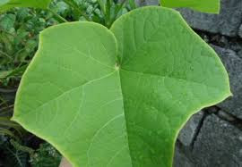 Wonder Fruits, Plants and Seeds: Do you know Tuba-tuba leaf are useful ...