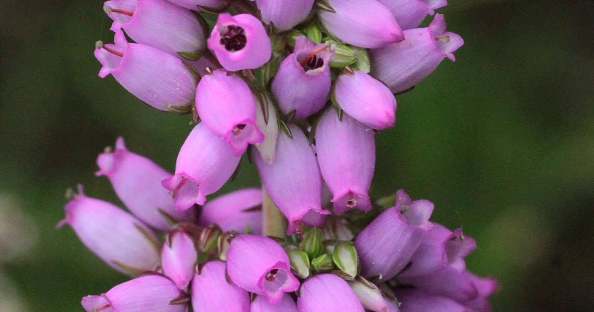 ERICA CINEREA. brezo, argaña o brezo ceniciento.