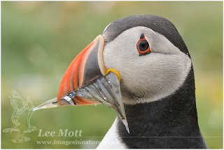 Lee Mott Photography