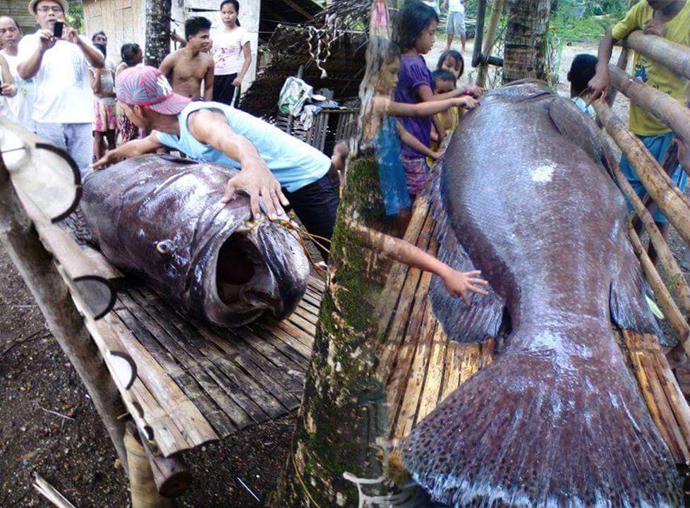 Giant Grouper (Lapu Lapu) Fish Caught in Antique, borders Capiz | Coorms