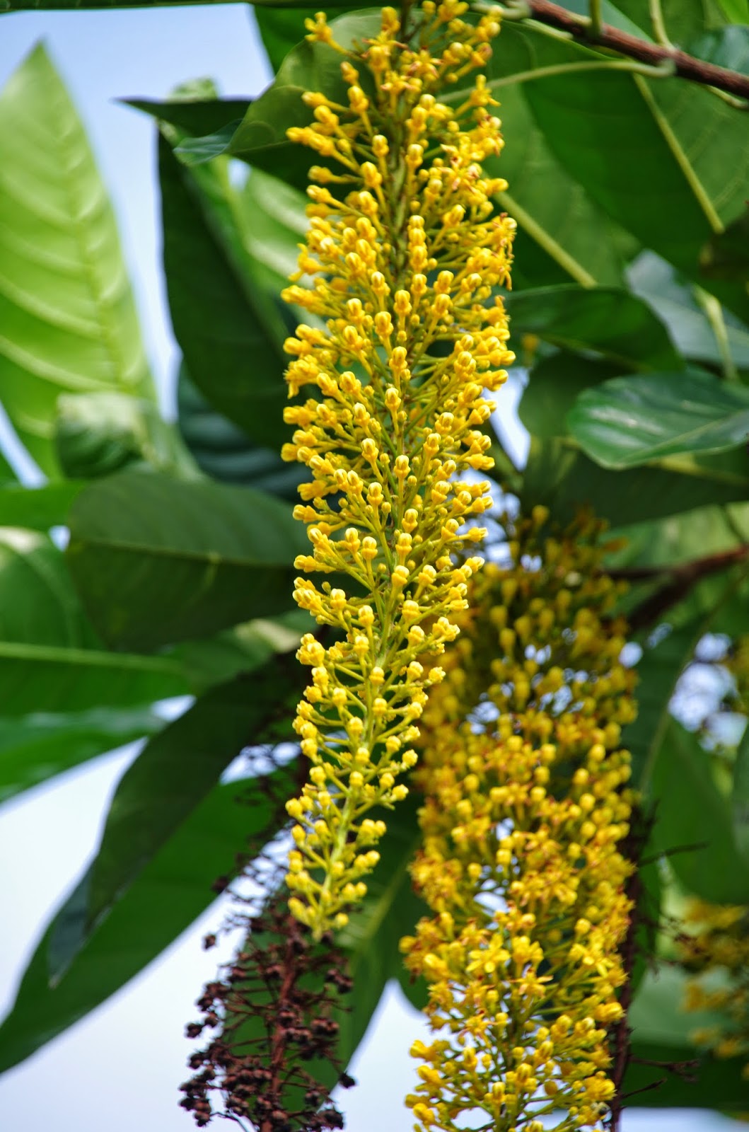Trees and Plants: Golden Chain (Lophanthera lactescens)(Lanterneira)