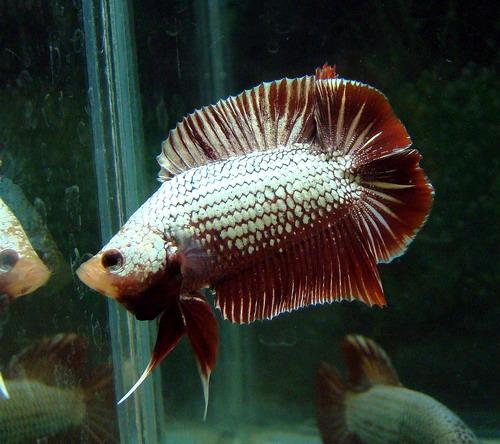 Bộ sưu tập cá rồng Betta | Kỹ thuật nuôi trồng.com