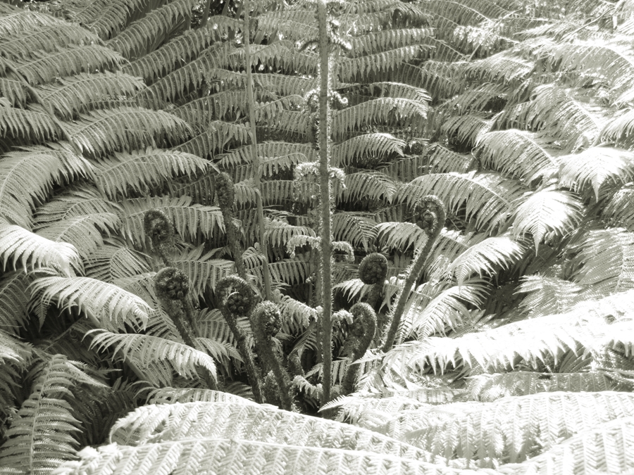 photographing New Zealand: ponga fronds