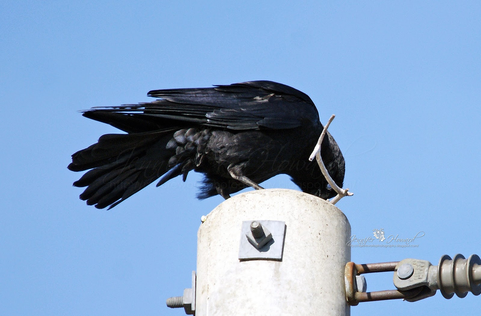Nature Works Photography: Common Crows mating & attracting a mate March 24