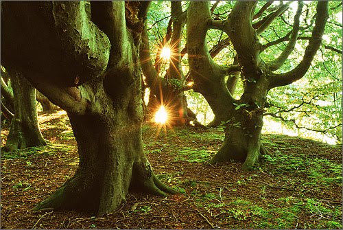 Jesse Rosten/Growing is Forever - Nomada Q