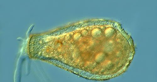 Protozoo Ameboide ~ Biología Total