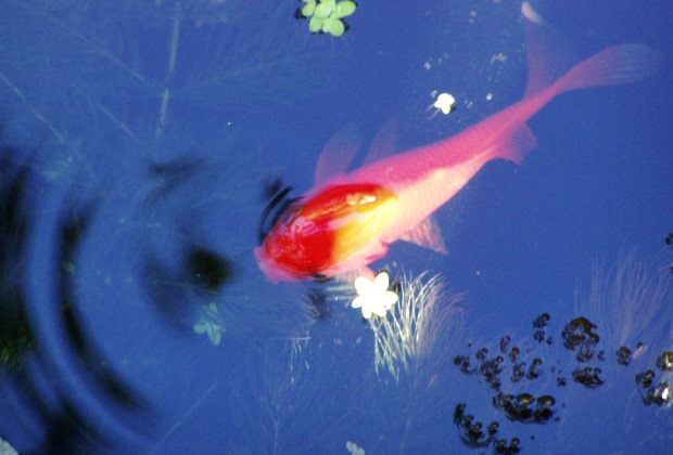 White Spot - Diseases of fish ponds