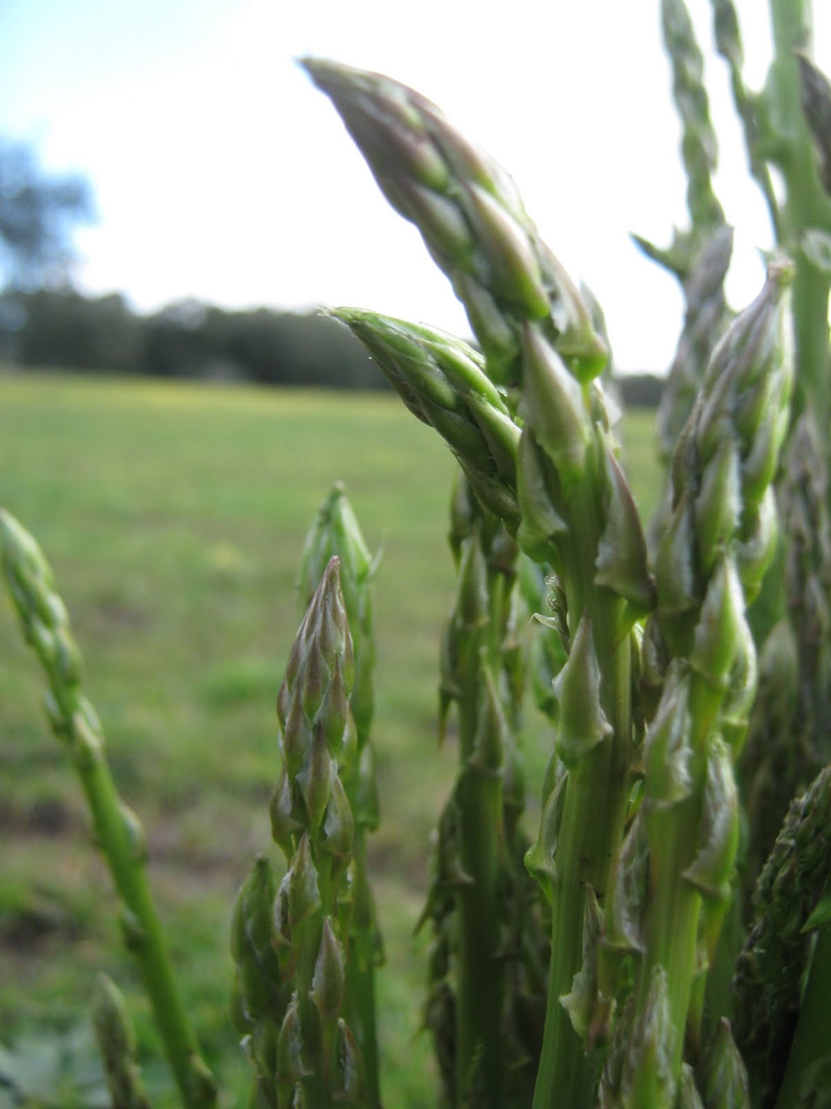 Flora y fauna de Segura de León: La Esparraguera (Asparagus acutifolius)
