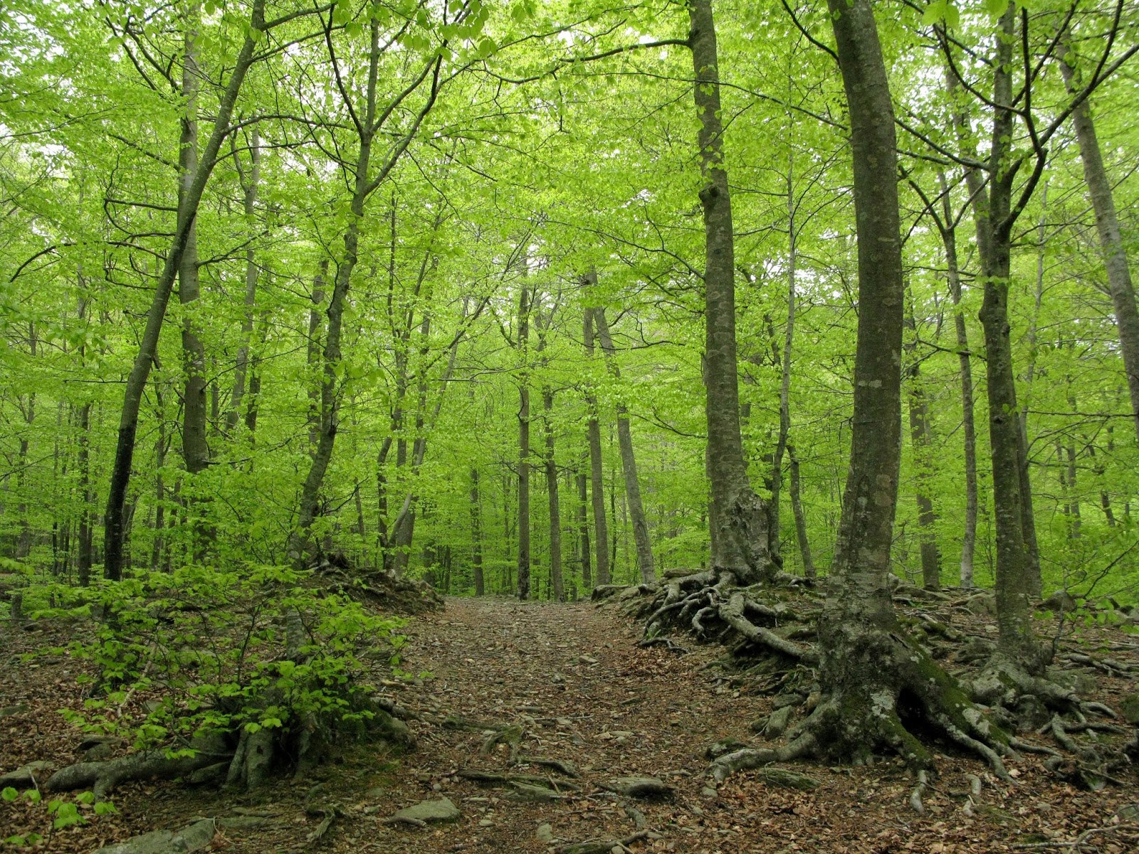 Flores y Palabras: Bosque de hayas