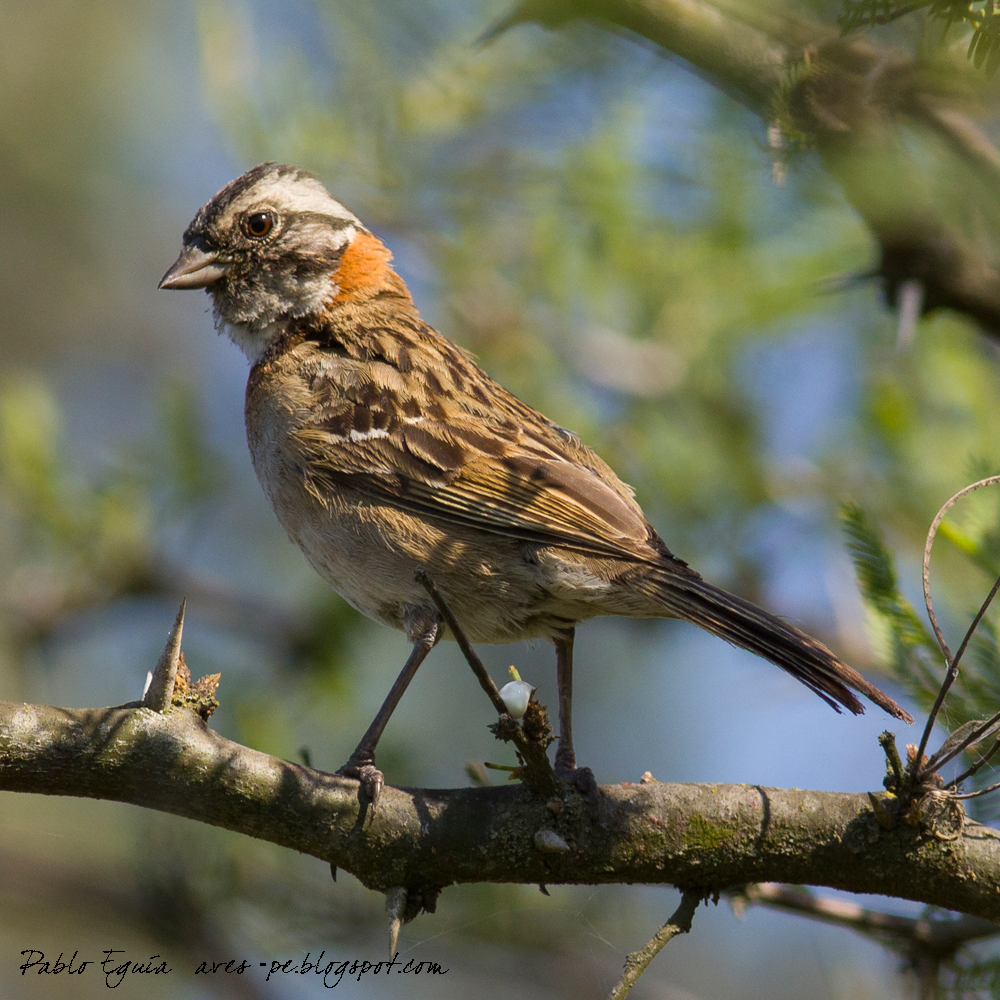 mis fotos de aves: Zonotrichia capensis Chingolo Rufous-collared Sparrow