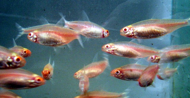 Ikan Hias Tawar.....Menakjubkan (Amazing......Ornamental Freshwater ...