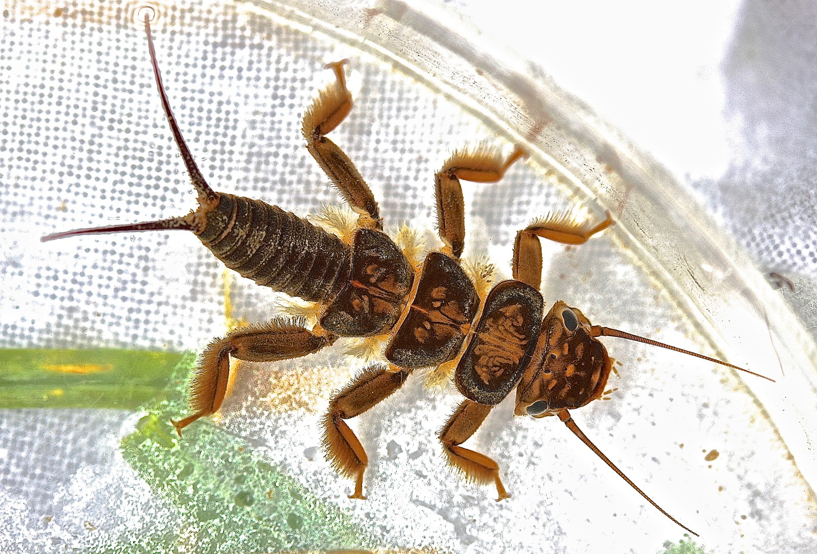 Aquatic Insects of Central Virginia: Looking for Insects in Roaring Creek