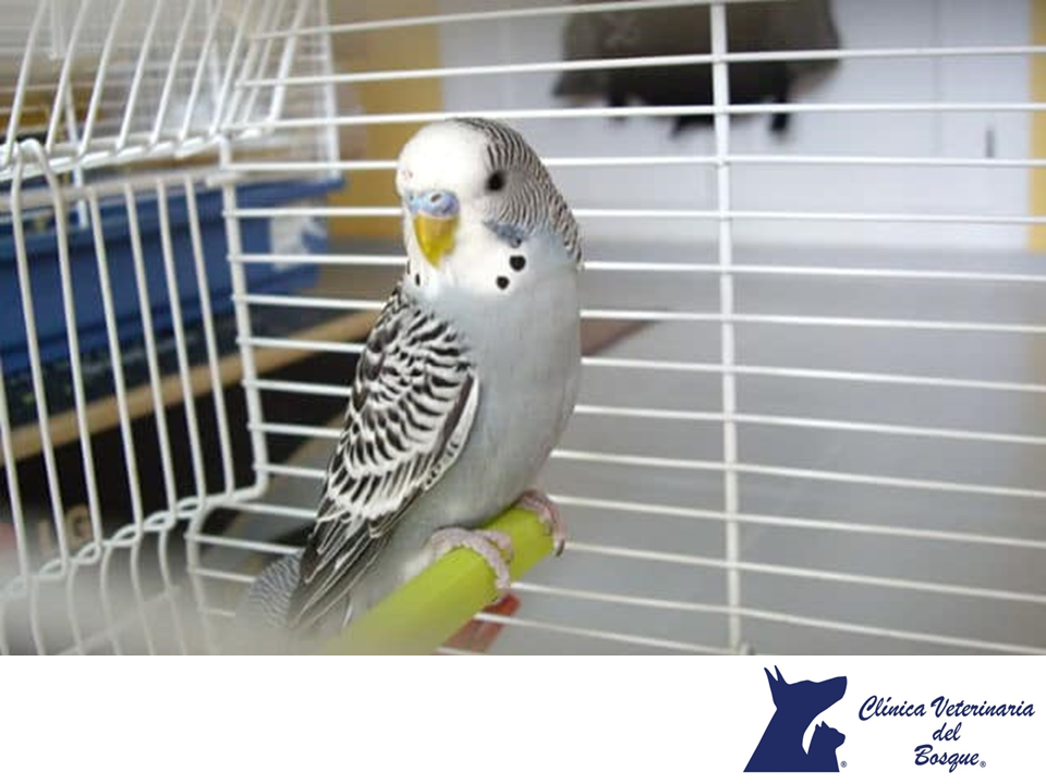 TIPS PARA MASCOTAS: La enfermedad coto (Bocio). CLÍNICA VETERINARIA DEL ...