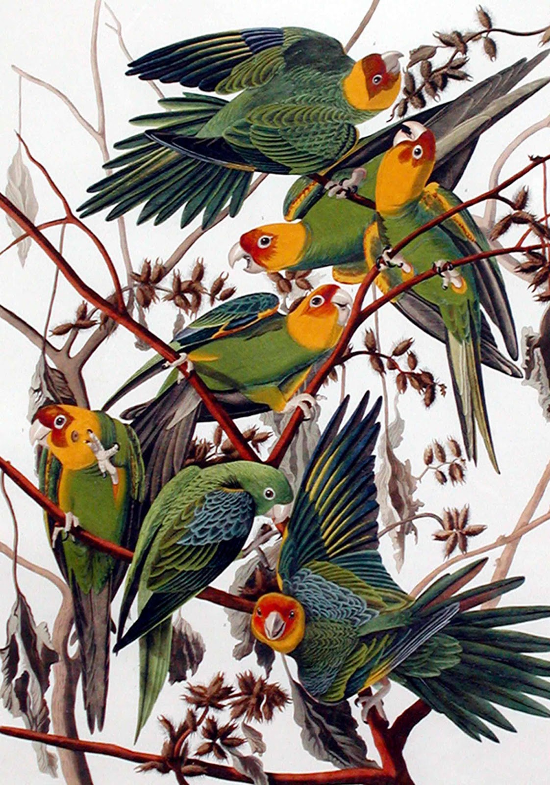 Offering of the Day: "The Carolina Parrot" John James Audubon (1785-1851)
