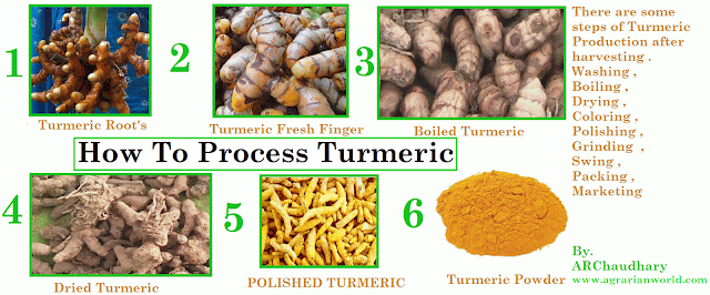 Agrarian World: Turmeric Process By www.agrarianworld.com