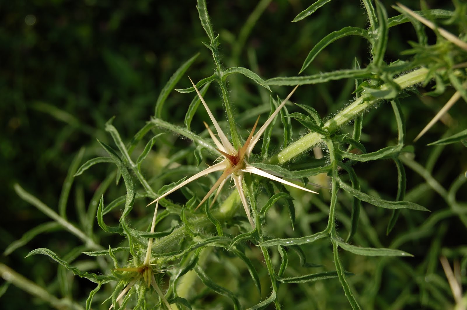 GERENA VIVA: CARDO ESTRELLADO
