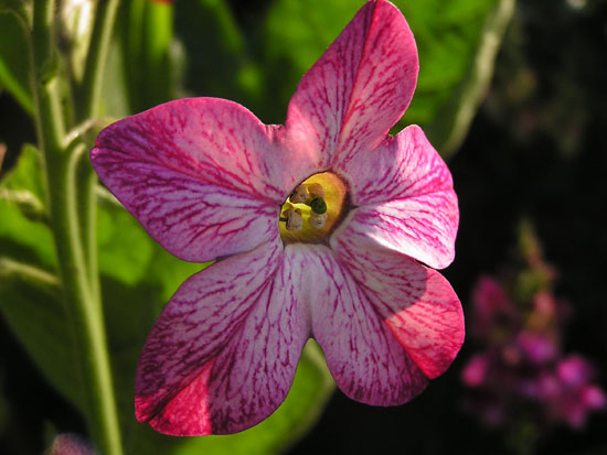 Staudefeen: Den skønne tobak