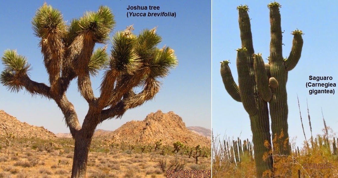 Nutrition & Natural Medicine News: Joshua tree and Saguaro are ...