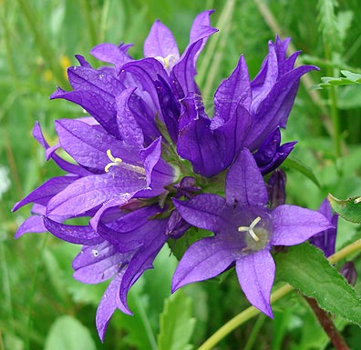 Bell Flower