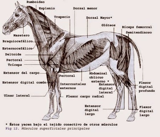 IMAGEN MÚSCULOS Equino de manera general