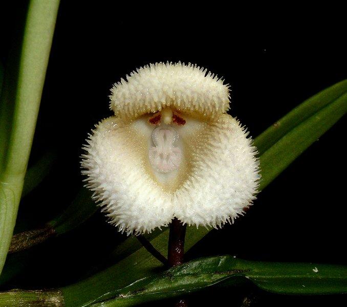 The Monkey-face Orchids That Wowed the Japanese Crowds at a Recent ...