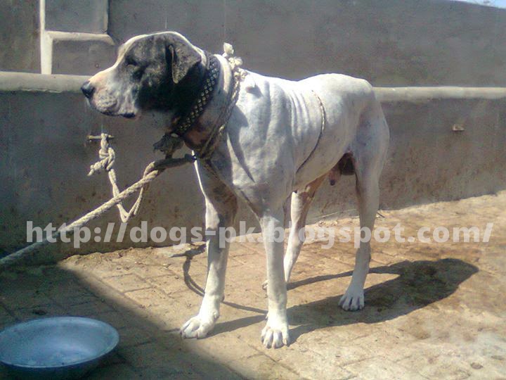 Pakistani Dog photos and Videos: Pakistani Bully Kutta(badal)
