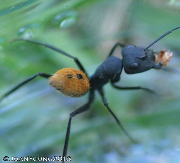 South African Photographs: Bal-byter Ant (Camponotus fulvopilosus)