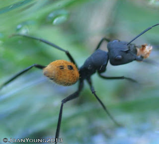 South African Photographs: Bal-byter Ant (Camponotus fulvopilosus)