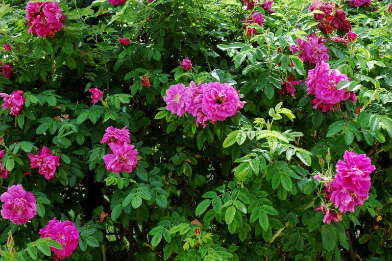 Pivoines et Macarons: Rosa rugosa - Rosier rugueux