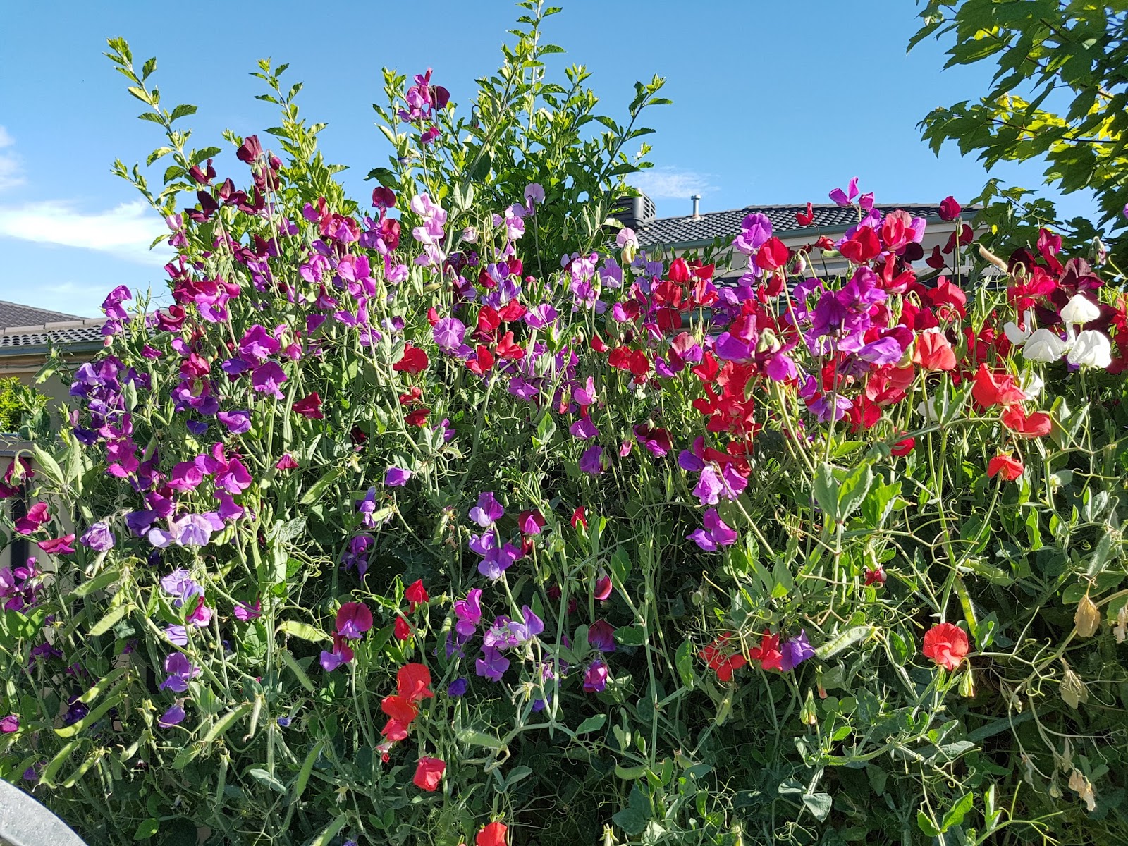 95 TRIMMING 2 WEEKS INTO FLOWERING