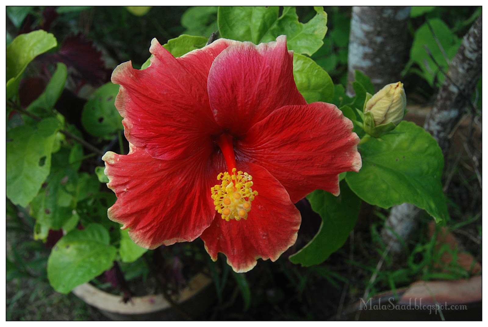 My Green Eye's: Bunga Raya: Hibiscus