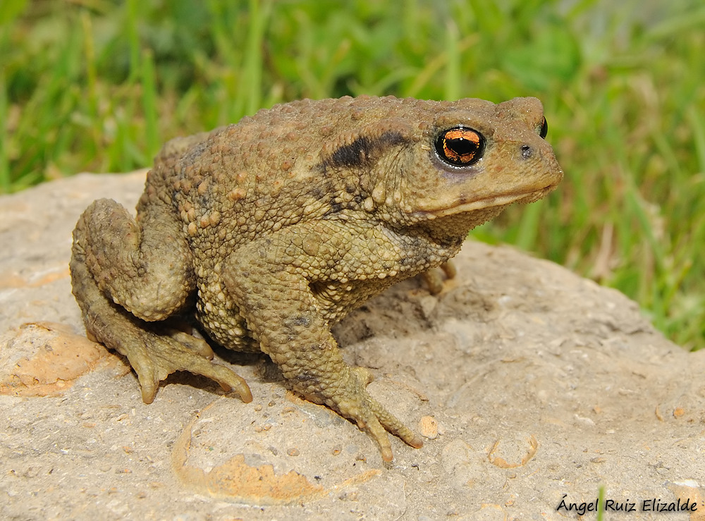Aves de la Ría de Ajo: Sapo común en mi jardín...