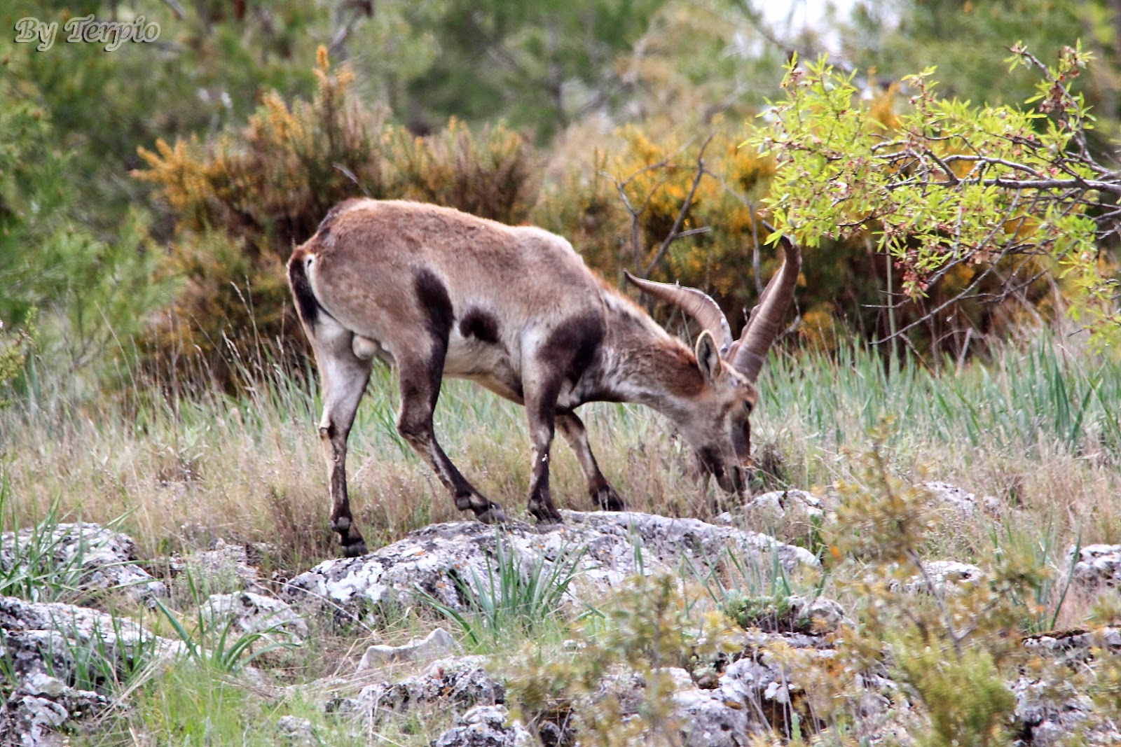 Viajes, Salidas, Naturaleza, (Fotografía).: Cabra Montés (Capra Pyrenaica).