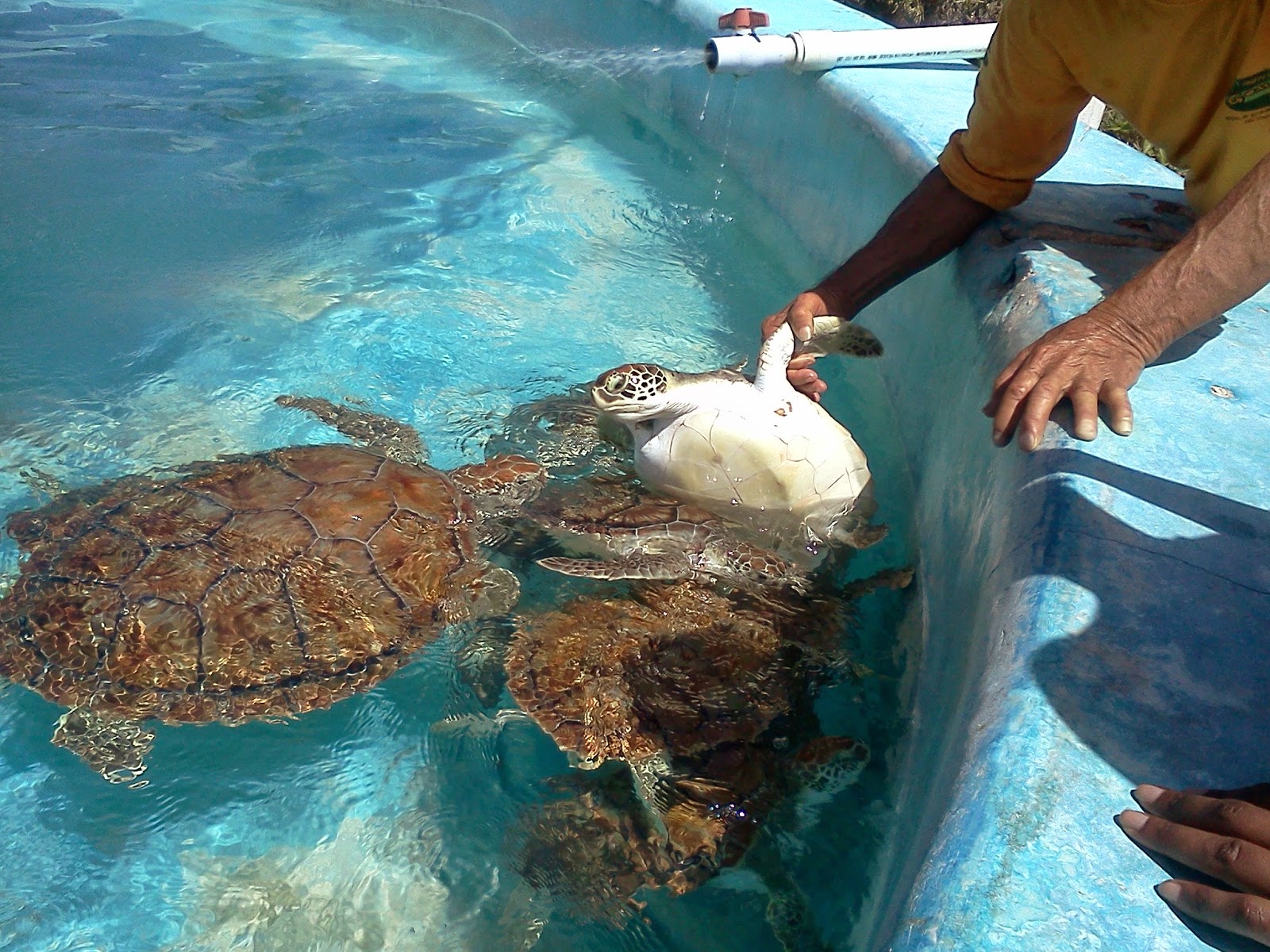 Turtle Farm Isla Mujeres