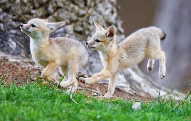 White Wolf : Little wild kit foxes are having a great time (Photos)