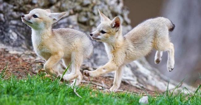 White Wolf : Little wild kit foxes are having a great time (Photos)