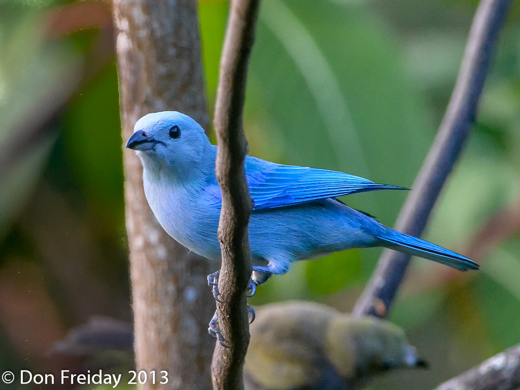 The Freiday Bird Blog: More from the Asa Wright Veranda