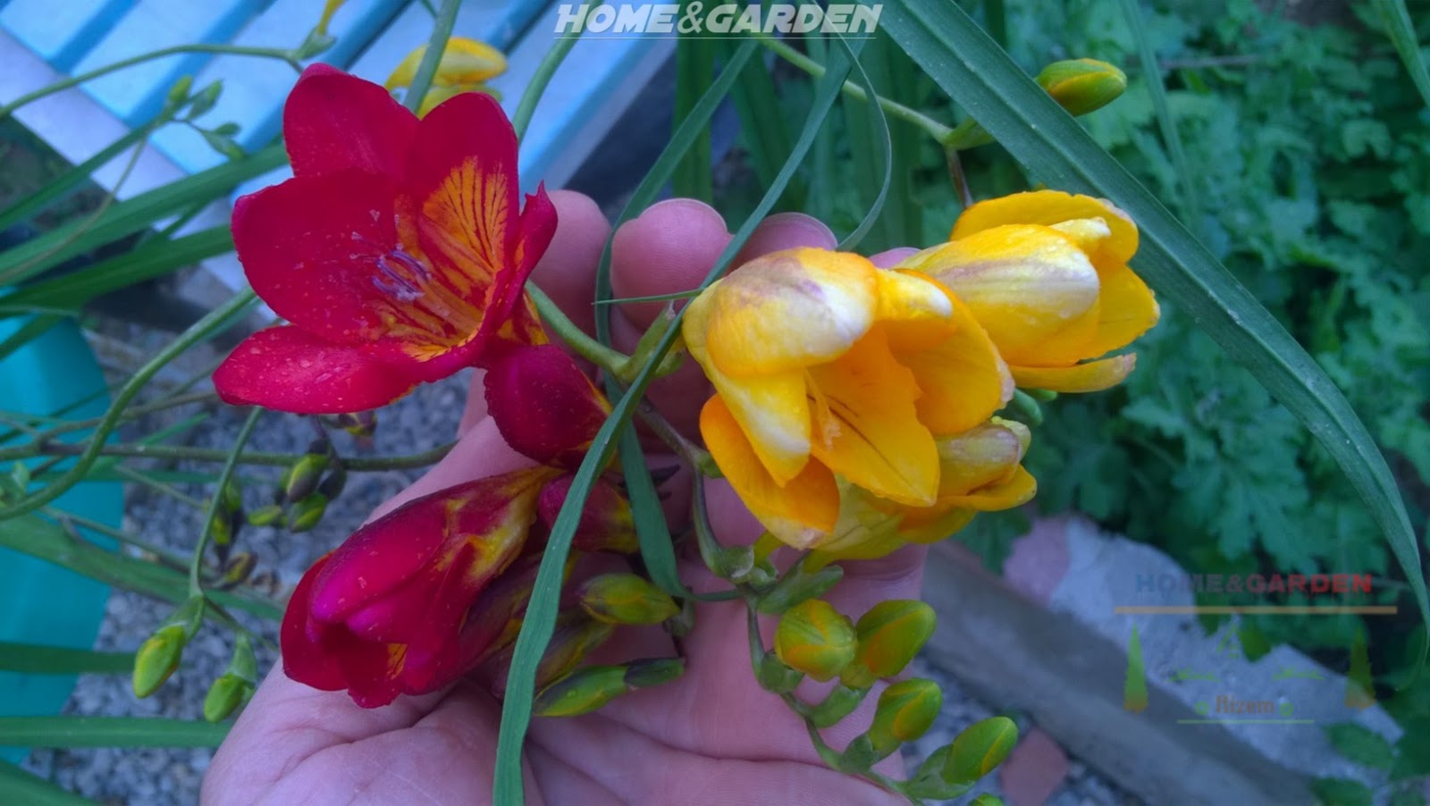 How to Grow Freesias in Pots