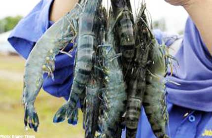 Fisheries Promise for Brunei Darussalam