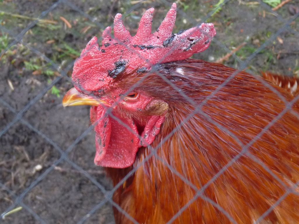 Ons nieuwe ECO-huis!: Hanen slachten